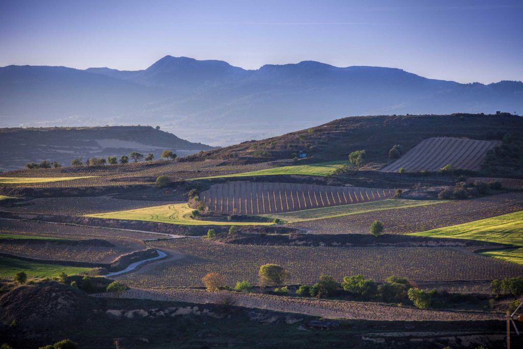 Code:Wine | Η επιτομή της παλαίωσης των λευκών κρασιών! | MANCODE STYLE