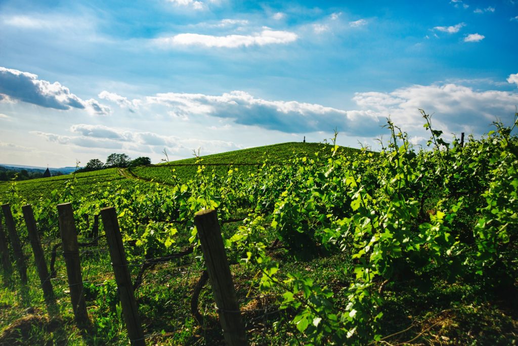 Code:Wine | Ο αμπελώνας Clos des Goisses στην περιοχή της Καμπανίας | MANCODE STYLE