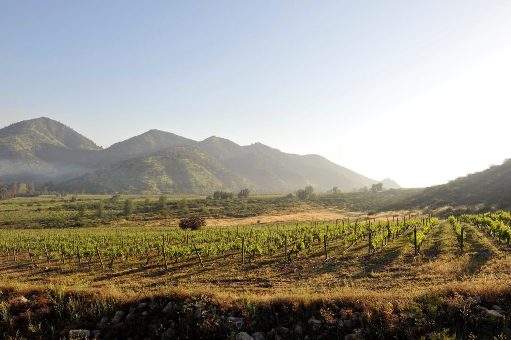 Code:Wine | Ένα βραβευμένο κρασί από τη Χιλή | MANCODE STYLE