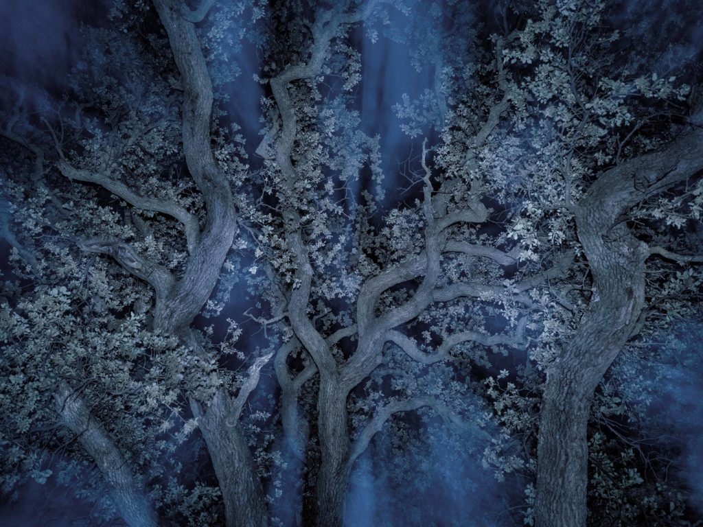 Το Αίνιγμα του Δάσους | MANCODE STYLE